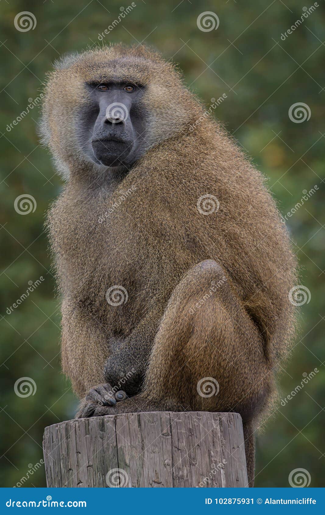 Guinea baboon stock image. Image of staring, natural - 102875931