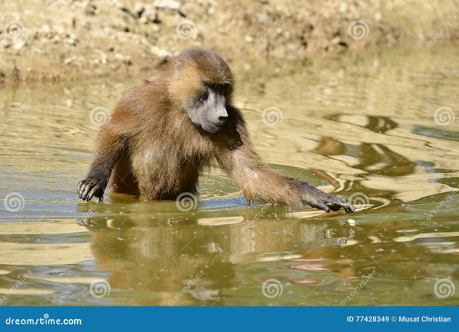 Guinea Baboon Water Stock Photos - Free & Royalty-Free Stock Photos ...