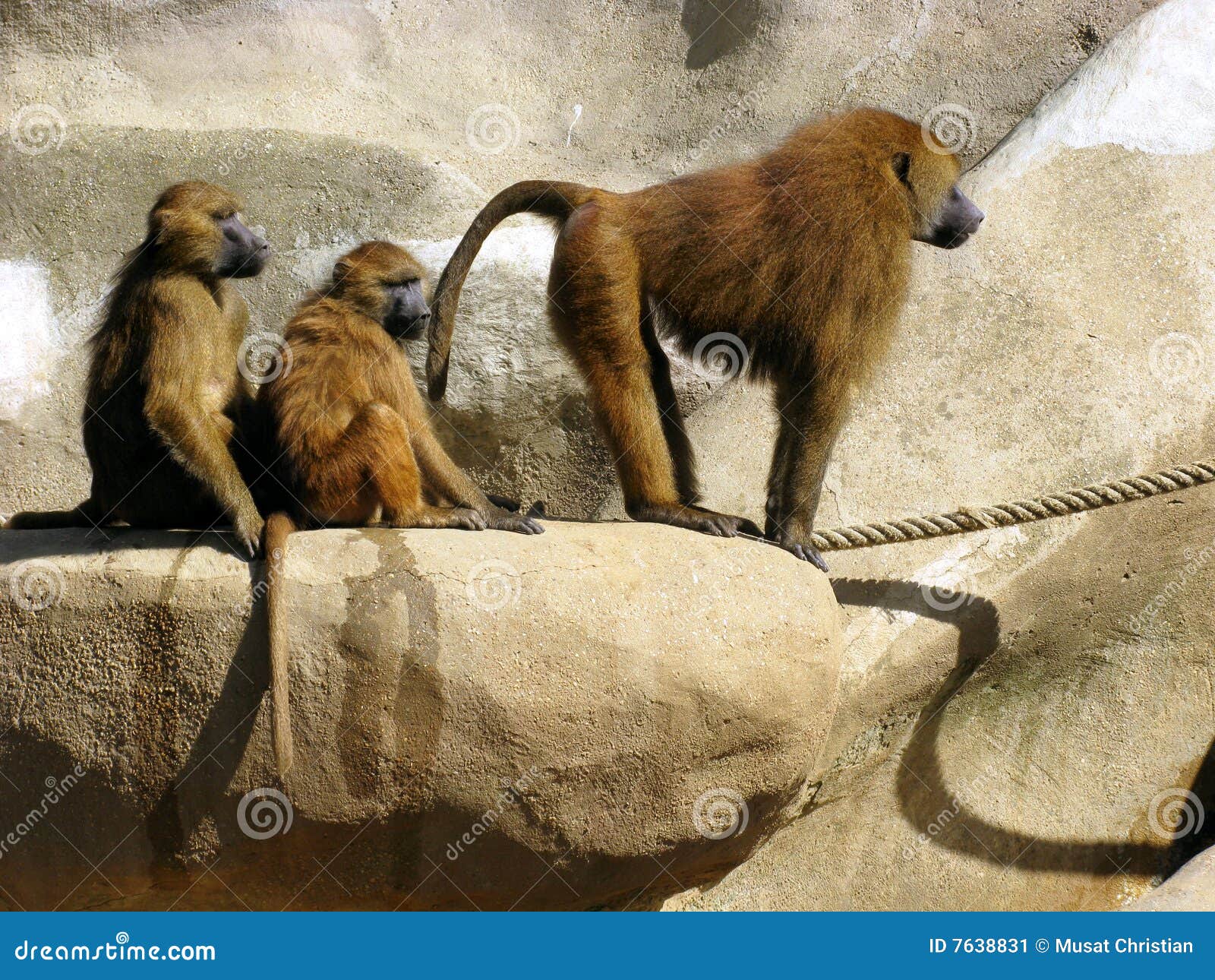 Guinea baboons on rock stock image. Image of rock, papio - 7638831