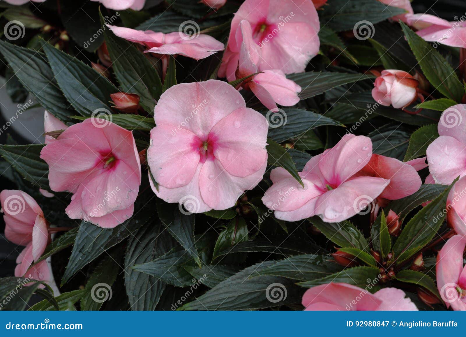 Guinea flower stock image. Image of decoration, garden - 92980847