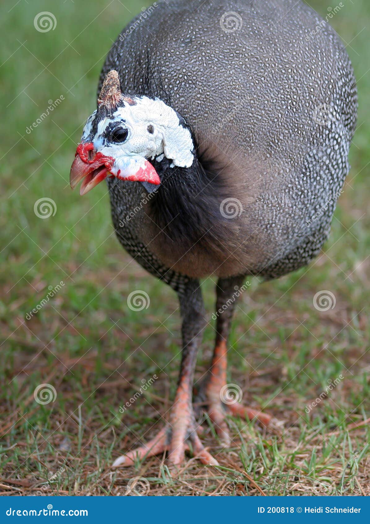 Guinea Fowl stock photo. Image of guinea, nature, grass - 200818