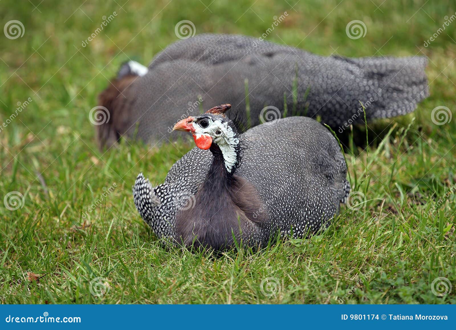 Guinea fowl a bird stock photo. Image of protection, green - 9801174