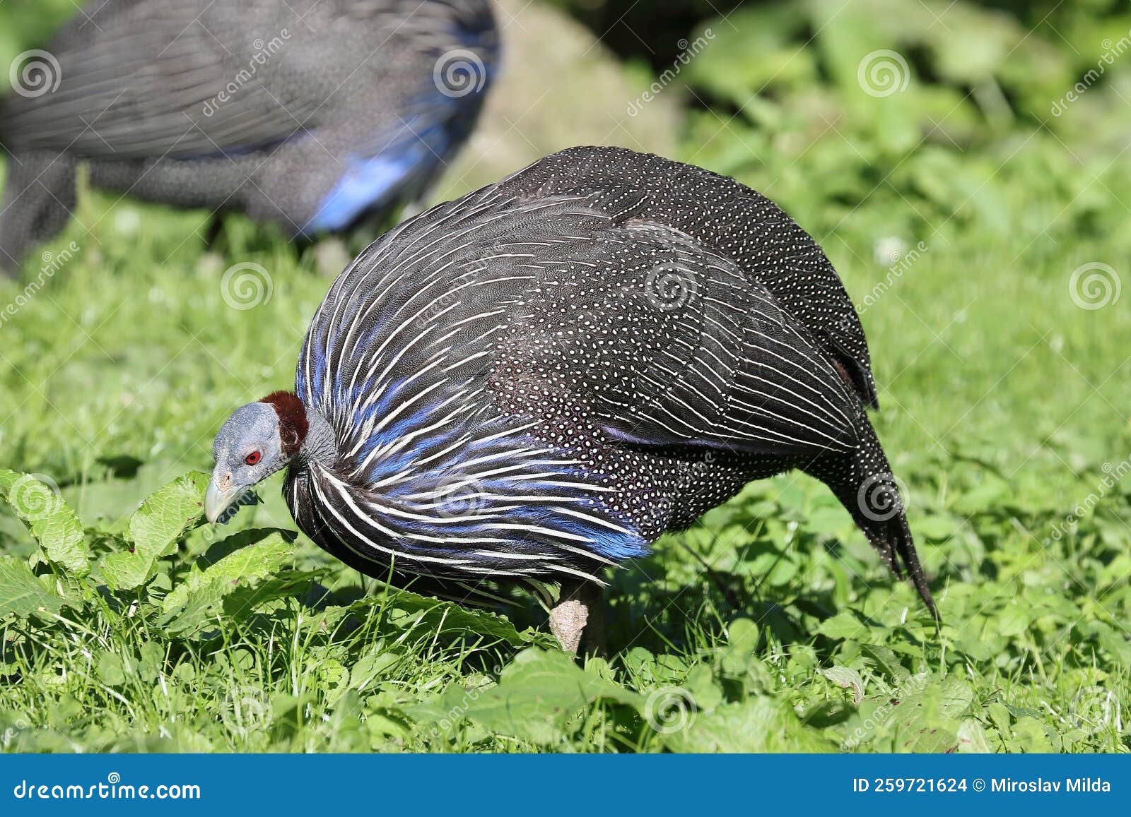 Guinea fowl bird farm stock photo. Image of white, kruger - 259721624