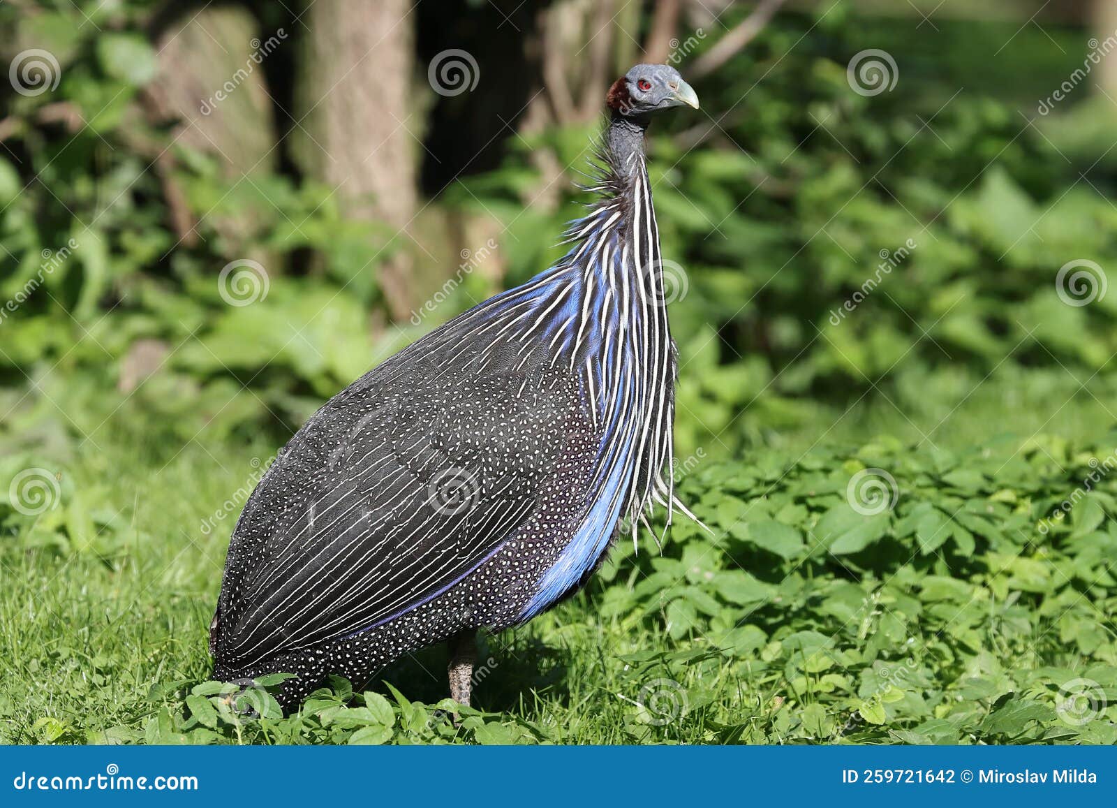 Guinea fowl bird farm stock photo. Image of wild, wildlife - 259721642