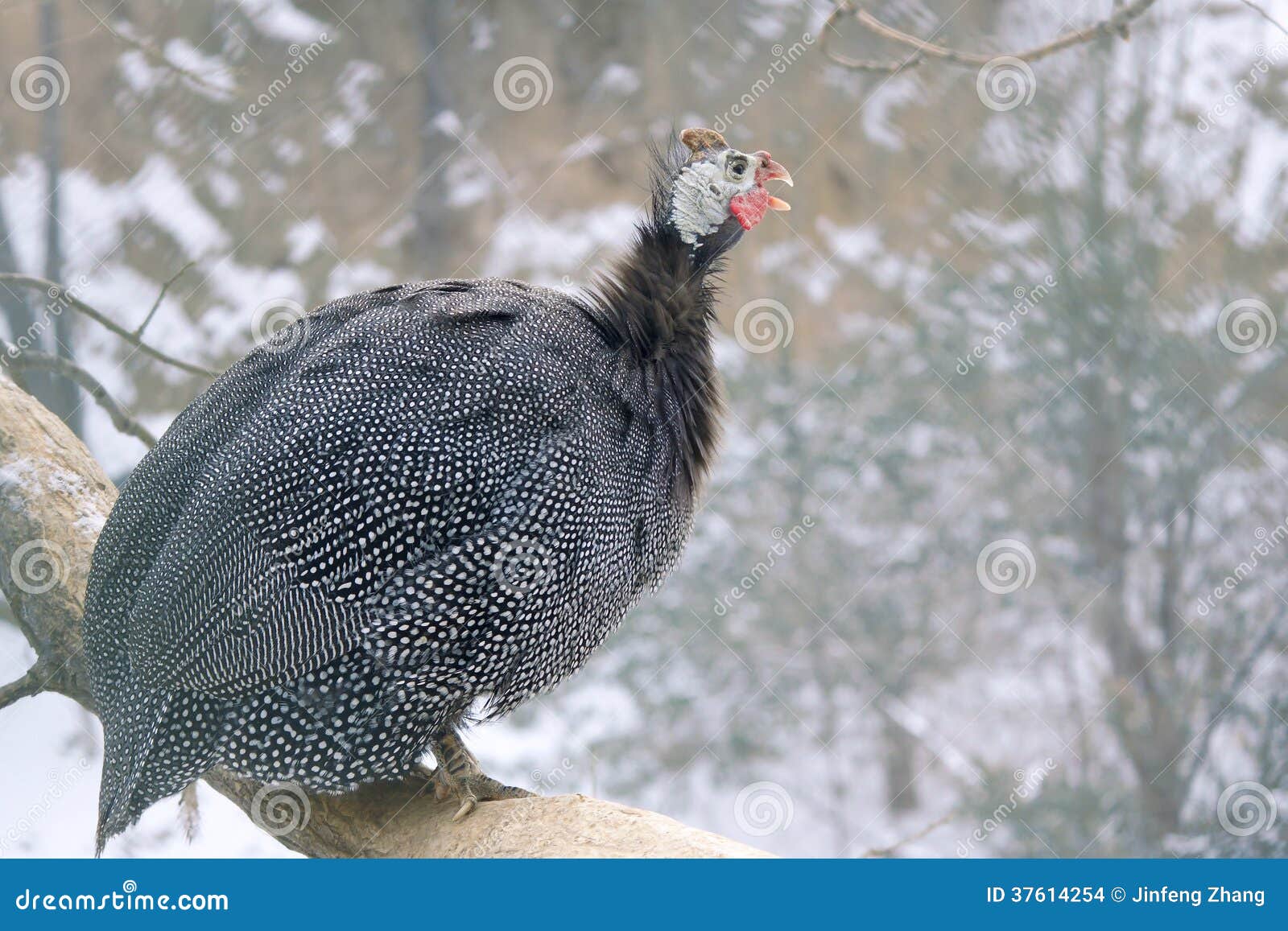 Guinea-fowl stock photo. Image of snow, call, birds, animal - 37614254