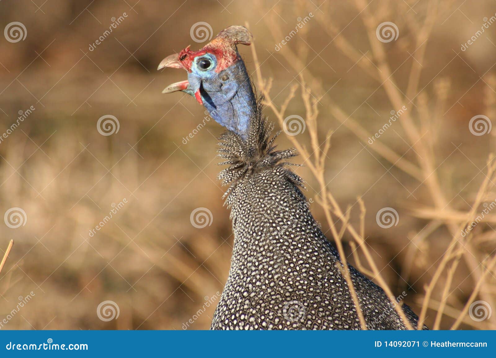 Guinea Fowl close-up stock image. Image of bushveld, spotted - 14092071