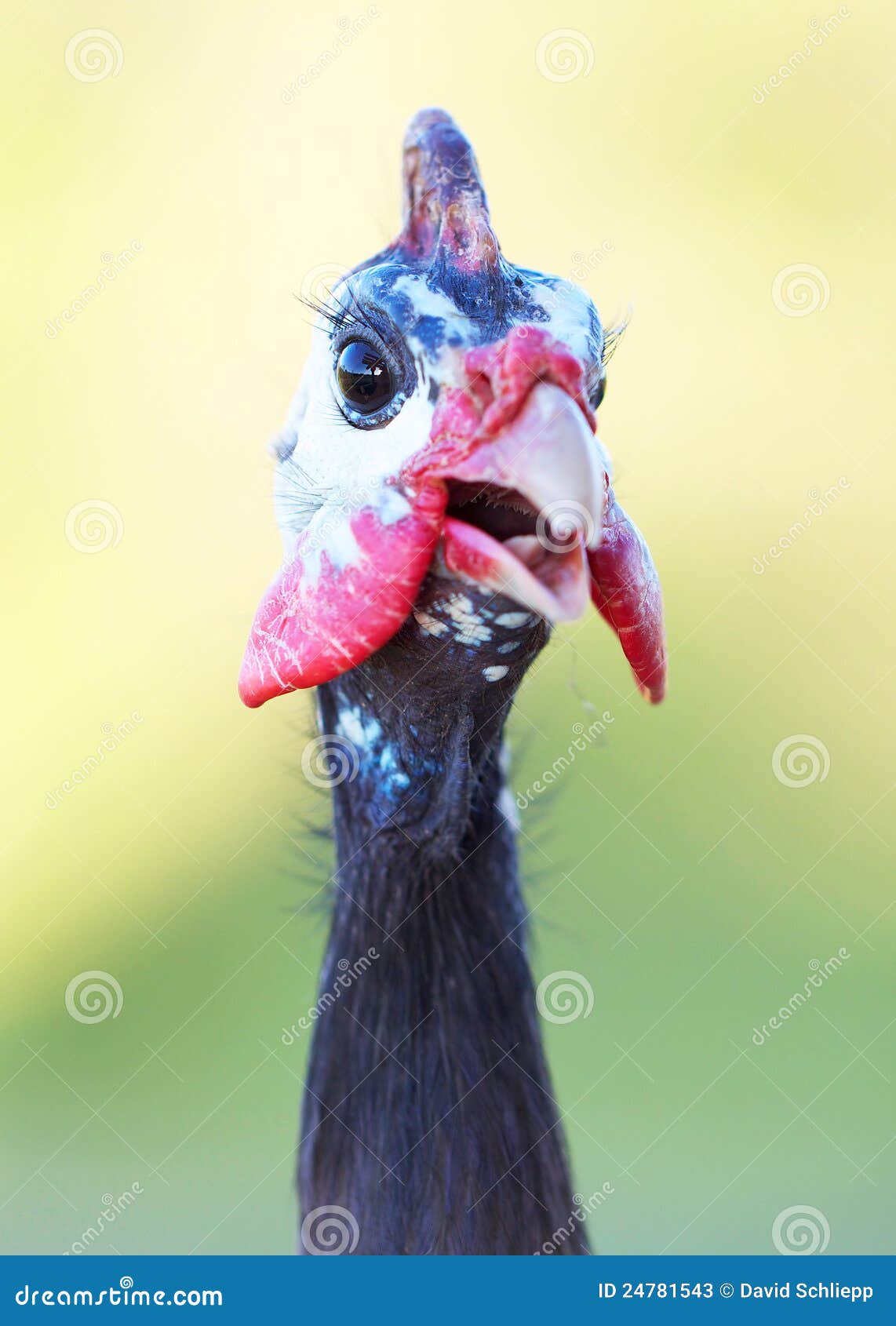 Guinea Fowl Closeup Facing Camera Stock Image - Image of keet, wildlife ...