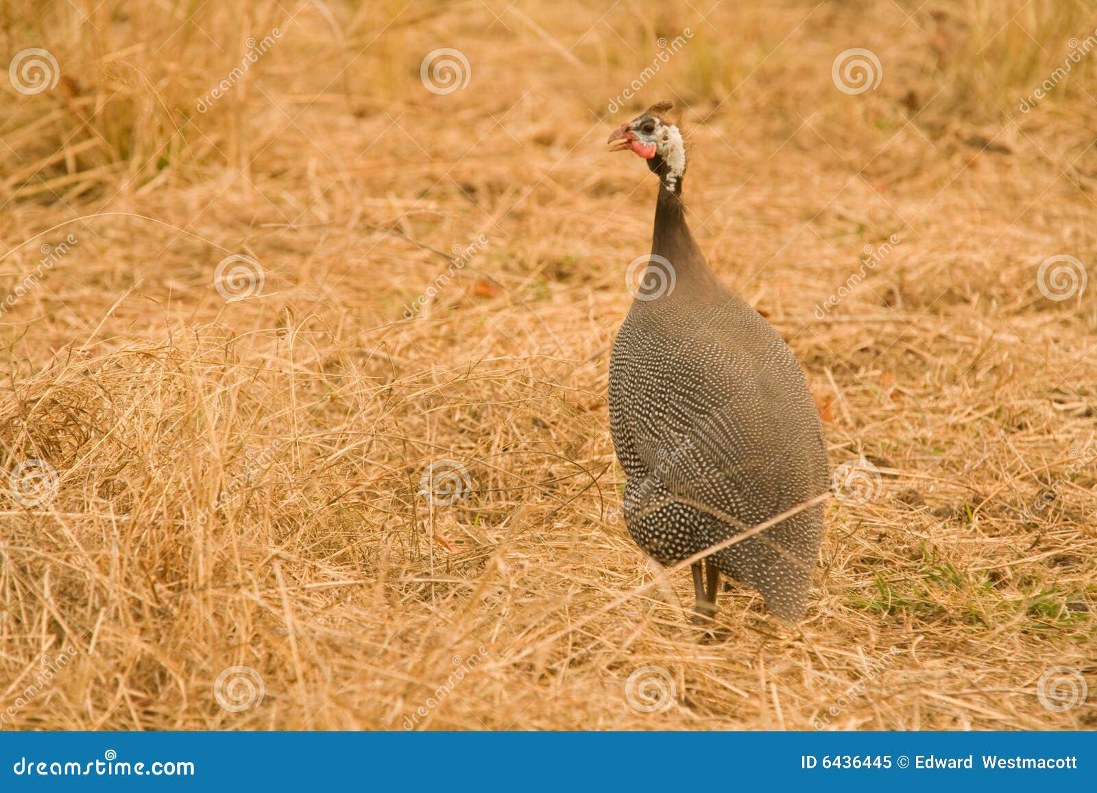 Guinea fowl on dry grass stock image. Image of bird, stood - 6436445