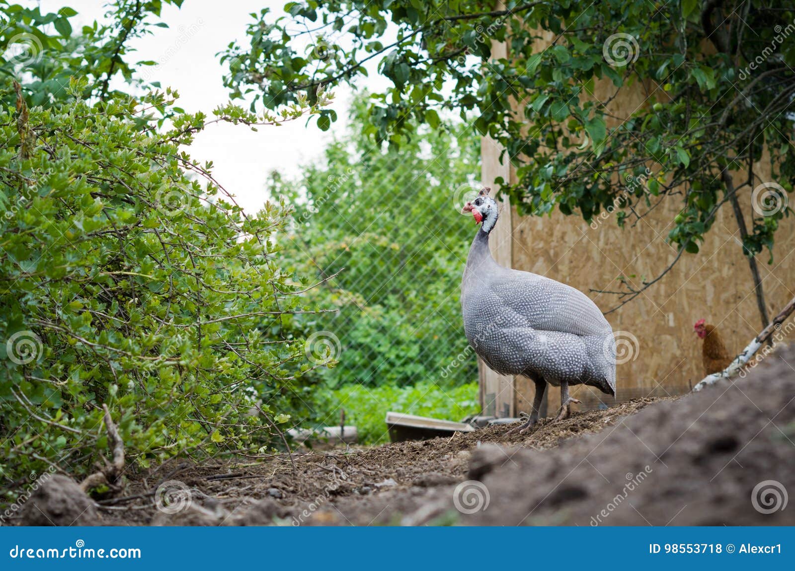Guinea fowl on the farm stock photo. Image of wildlife - 98553718