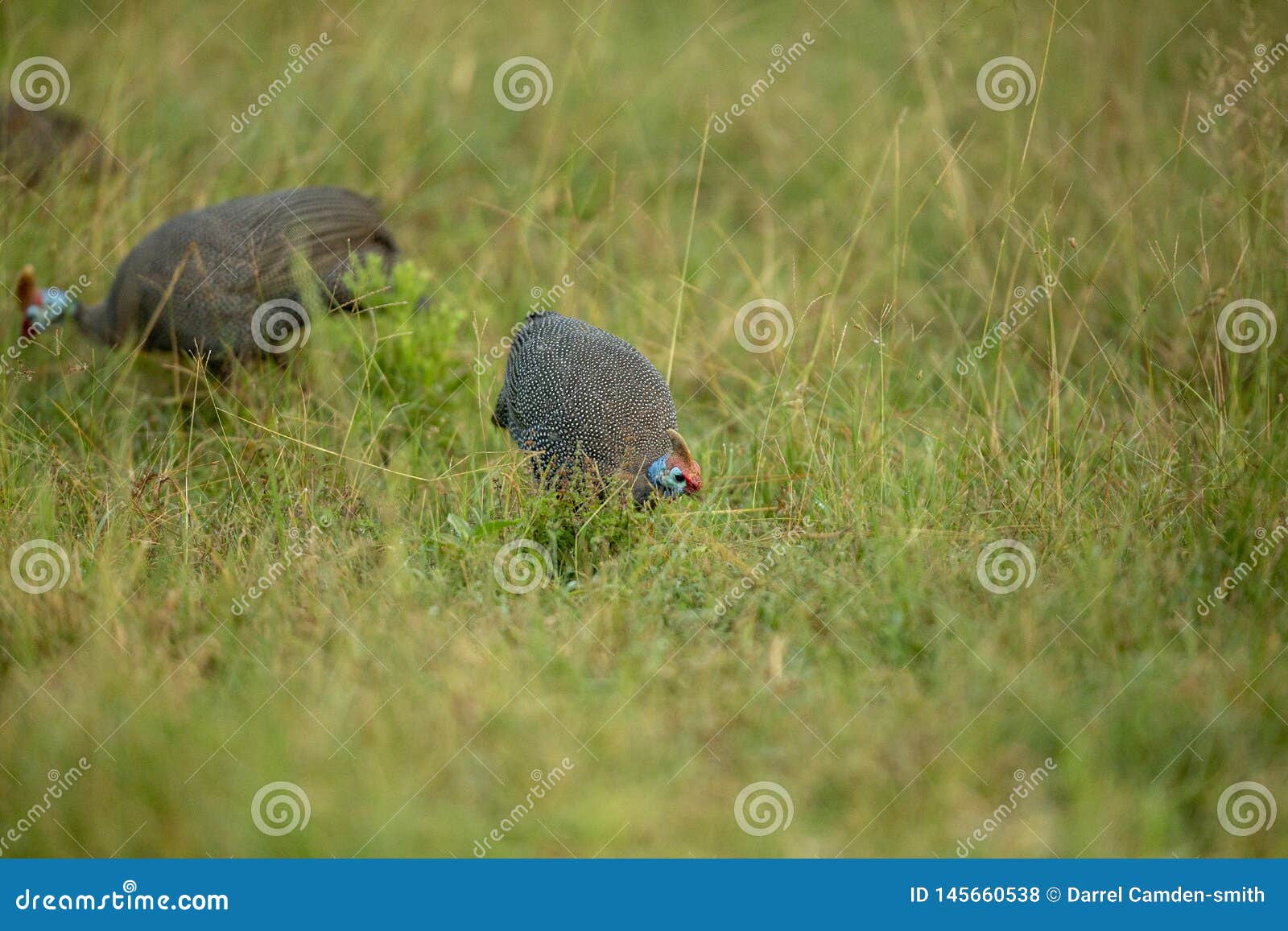 Guinea Fowl Foraging in Grass Stock Photo - Image of bird, grass: 145660538