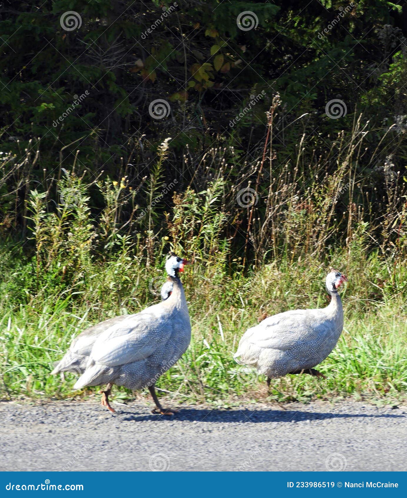 Pearl Guinea. Pearl Hen In Poultry Farm. Domestic Guinea Fowl Searching ...