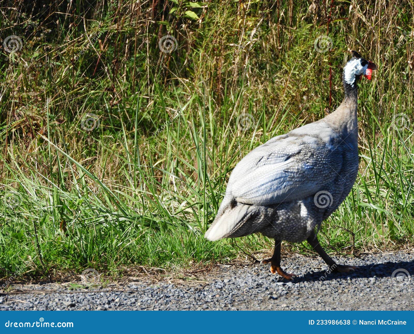 Pearl Guinea. Pearl Hen In Poultry Farm. Domestic Guinea Fowl Searching ...