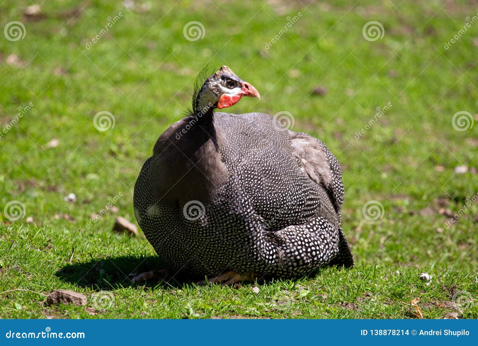 Guinea Fowl on the Grass in the Park Stock Photo - Image of natural ...