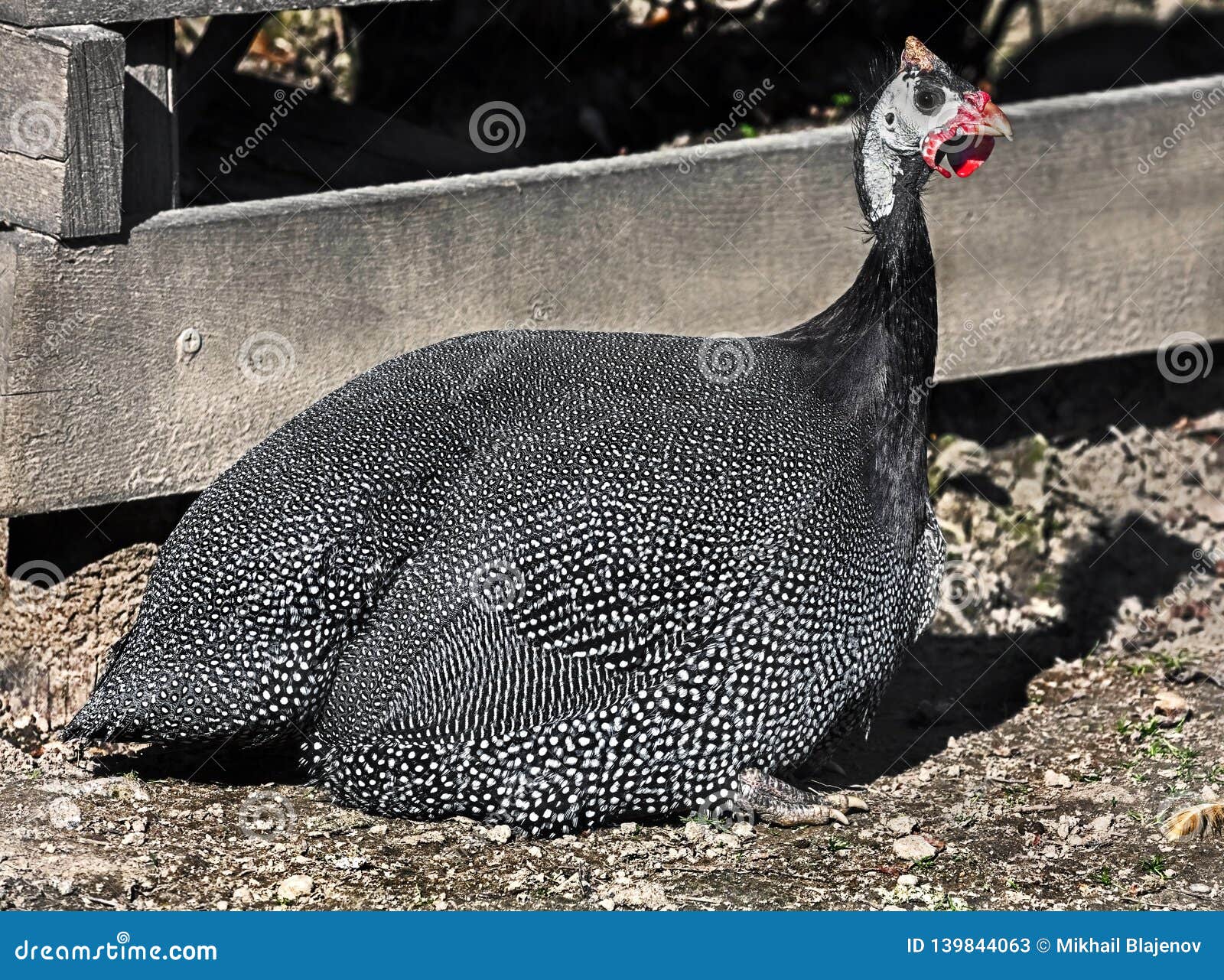 Guinea fowl 7 stock image. Image of creature, guinea - 139844063