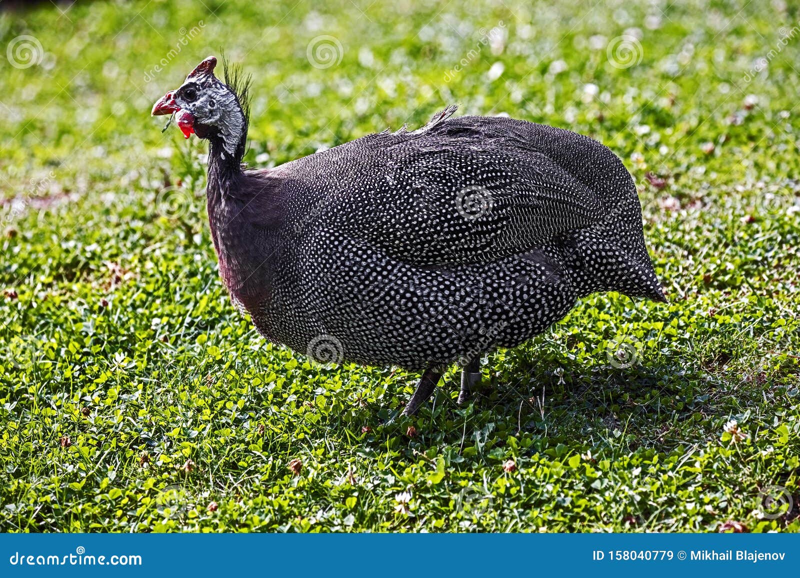 Guinea fowl on the lawn 1 stock image. Image of creature - 158040779