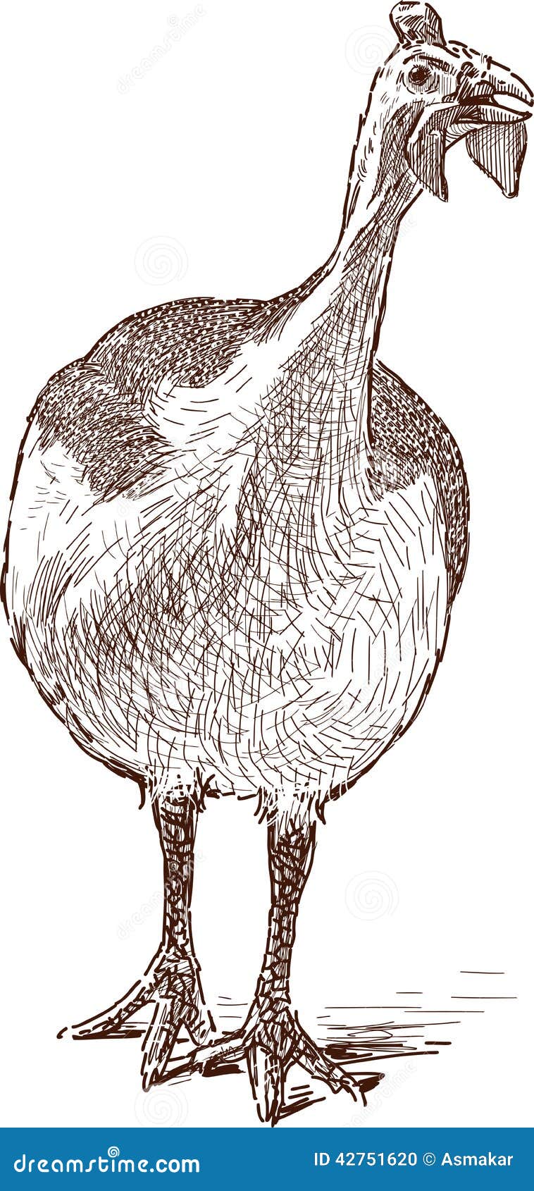 Guinea Fowl Cartoon Vector | CartoonDealer.com #67333829