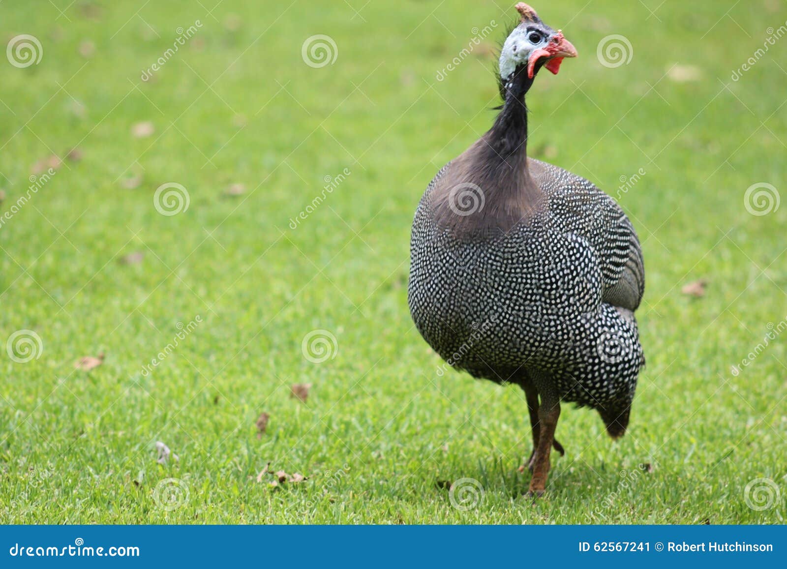 Guinea fowl stock image. Image of guinea, bird, garden - 62567241