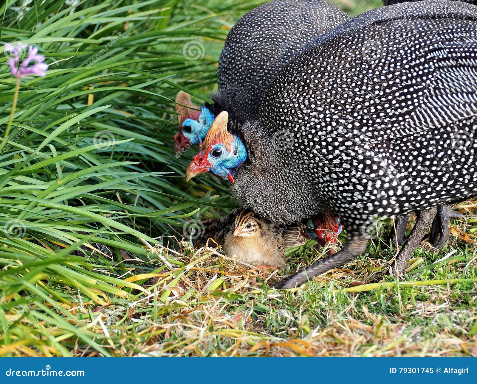 Guinea fowls stock image. Image of feather, chick, cute - 79301745