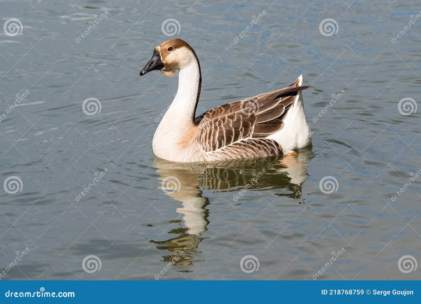 Guinea Goose on a Water Surface. Stock Image - Image of feeder, birds ...