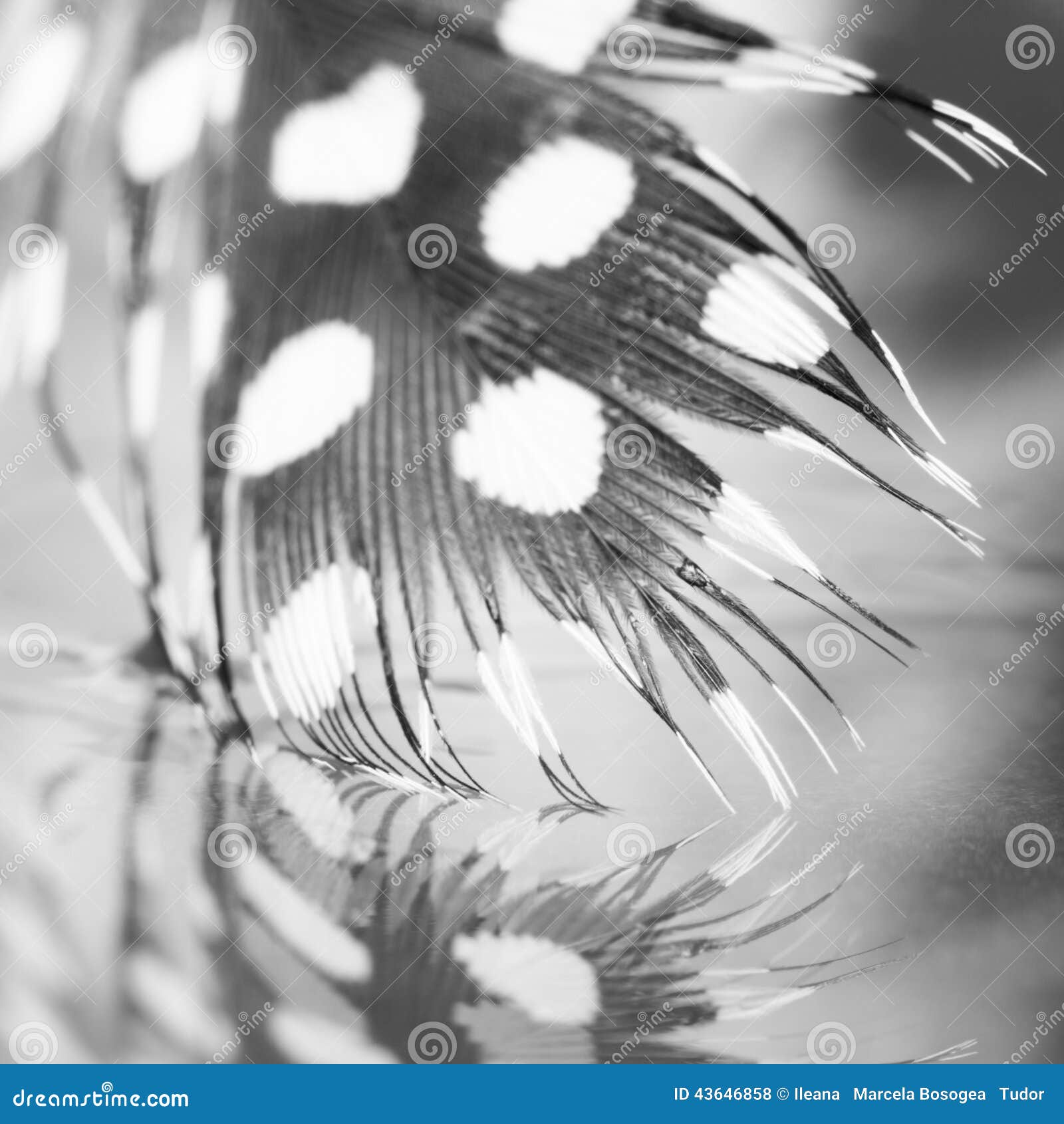 Guinea hen feather stock photo. Image of white, black - 43646858