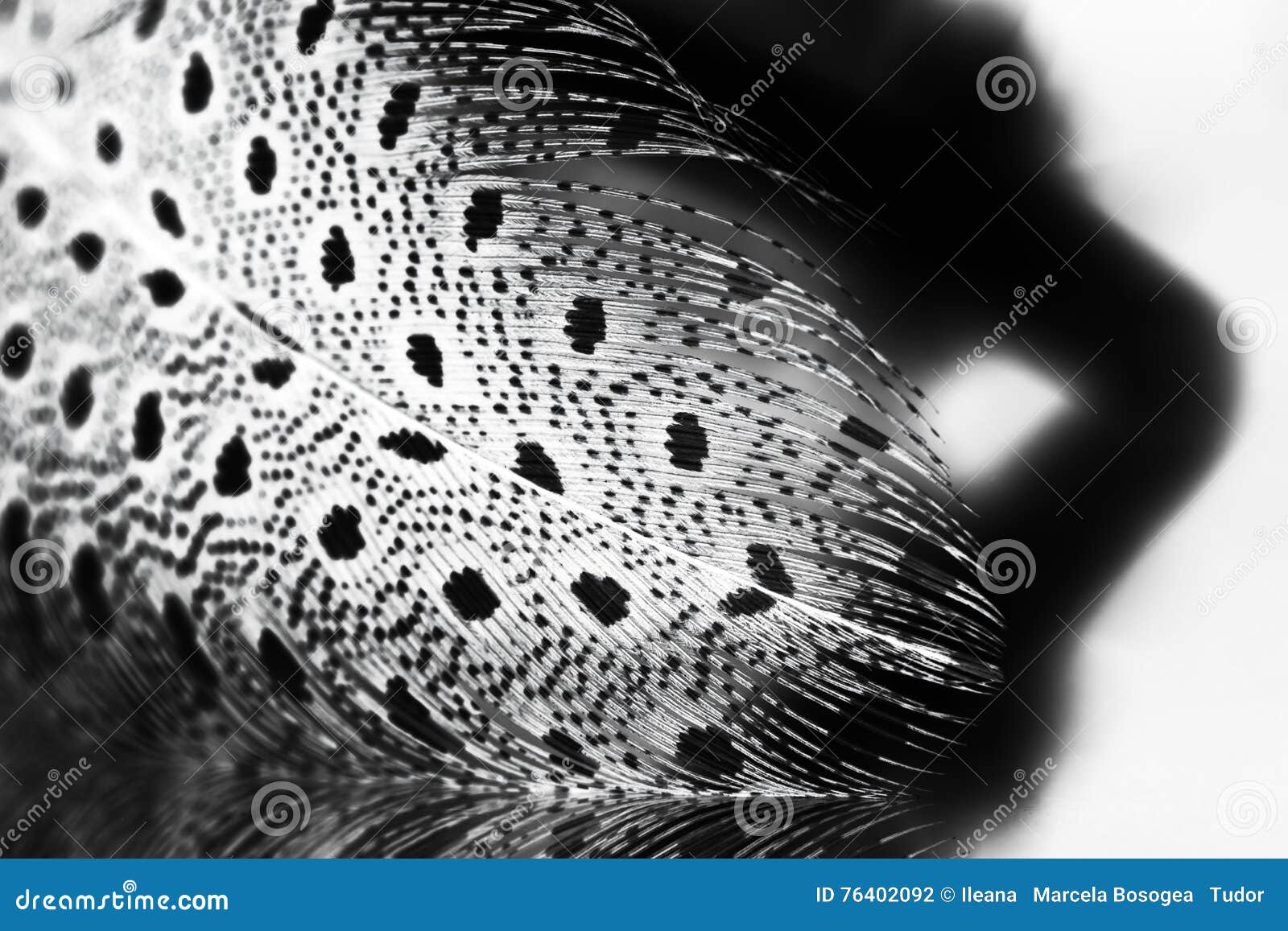 Guinea hen feather stock photo. Image of nature, macro - 76402092