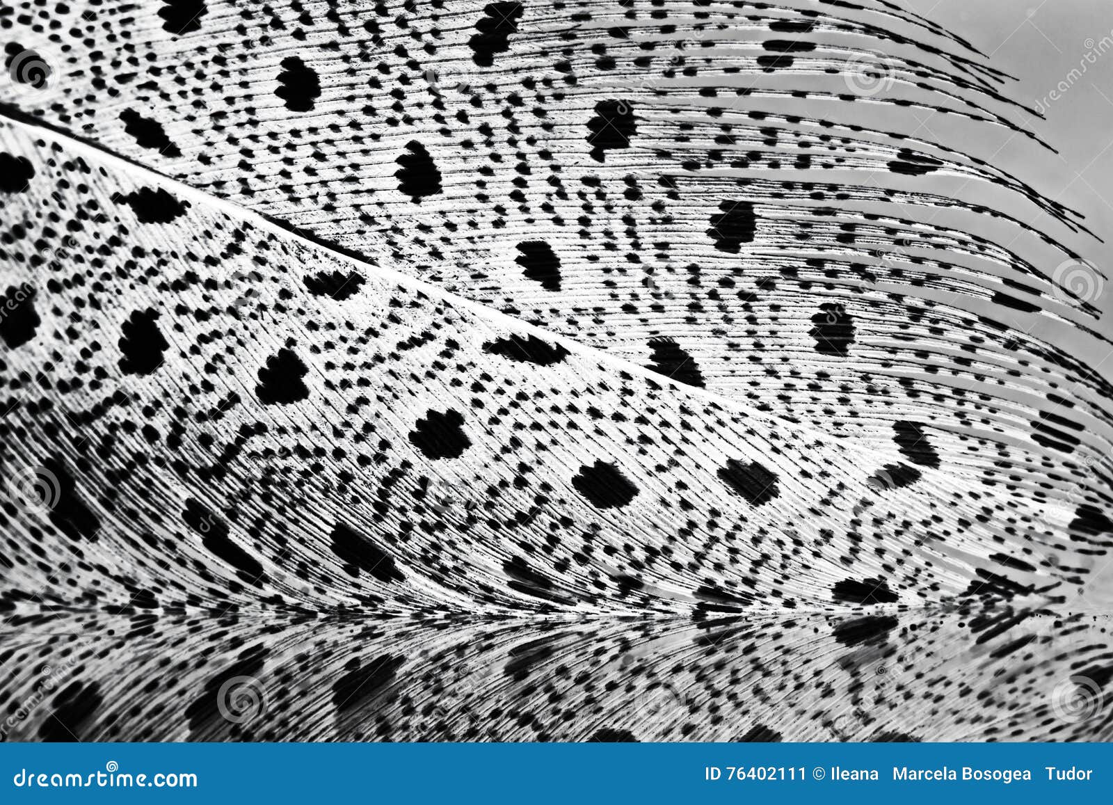 Guinea hen feather stock image. Image of abstract, fowl - 76402111