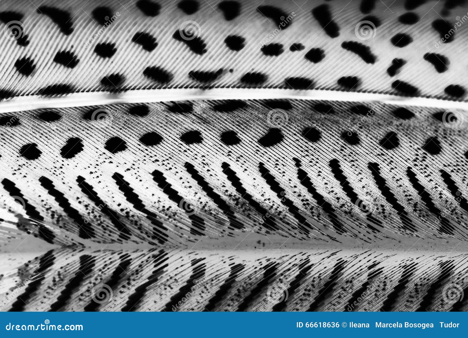 Guinea Hen Feather with Details Stock Photo - Image of single, pattern ...