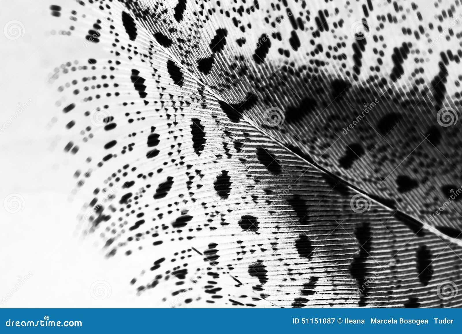 Guinea hen feather stock image. Image of macro, elegance - 51151087