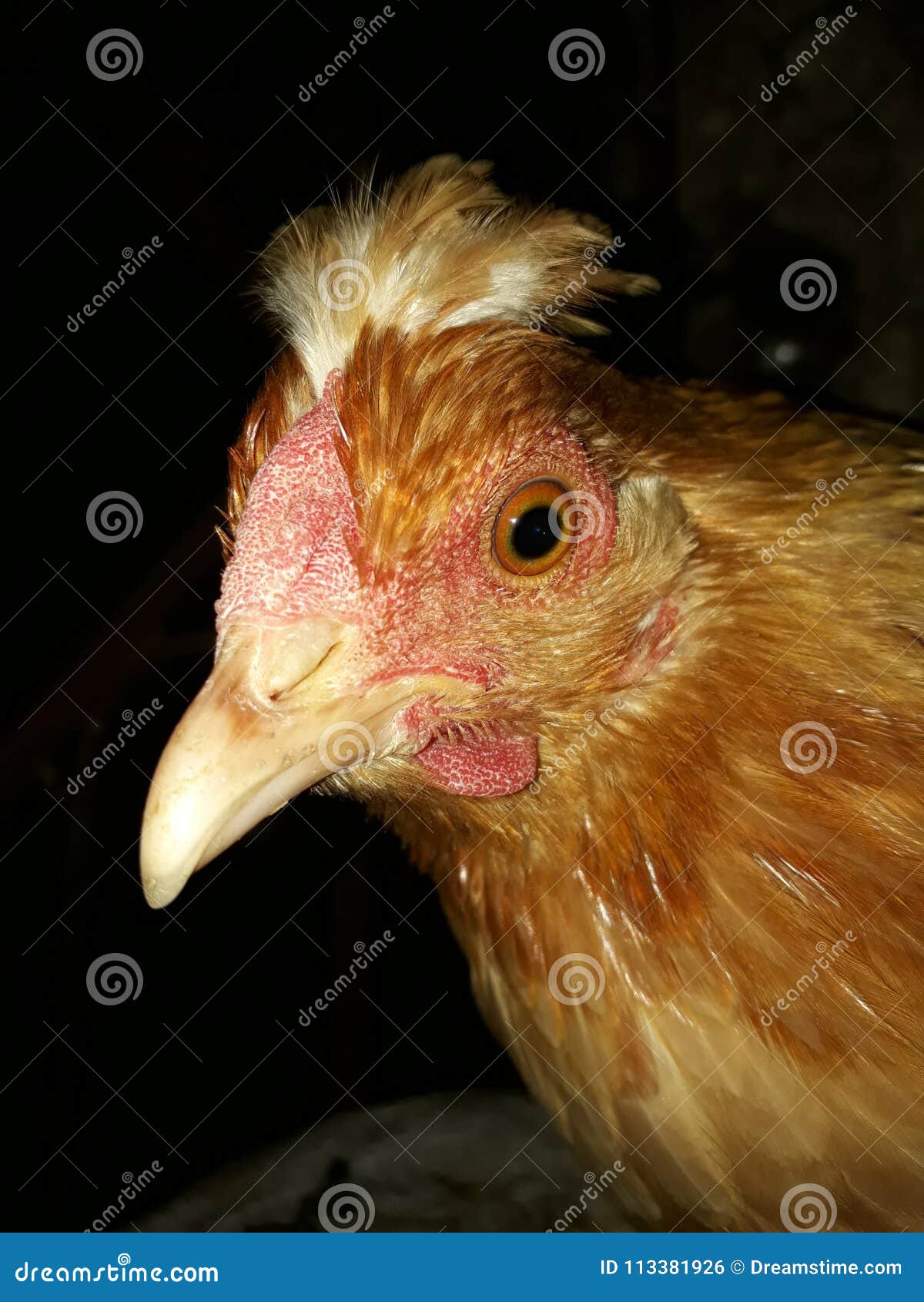 Guinea hen stock photo. Image of flash, guinea, wondering - 113381926