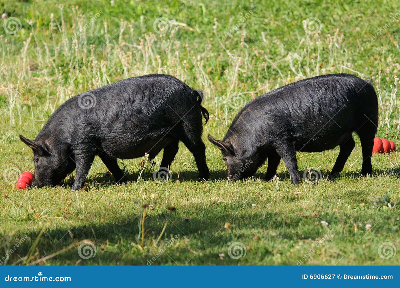 Guinea Hog stock image. Image of life, grass, hogs, natural - 6906627