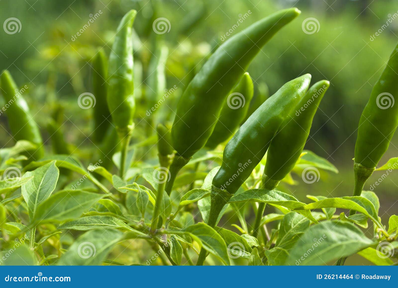 Guinea-pepper stock photo. Image of yard, farm, piquant - 26214464