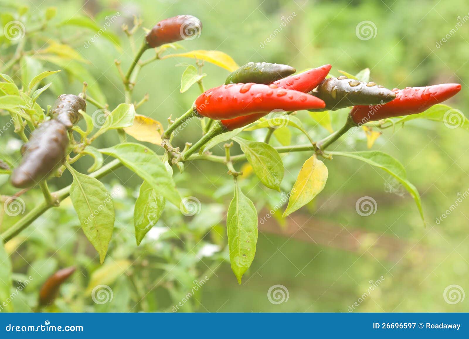 Guinea pepper stock image. Image of gardener, ripen, plant - 26696597