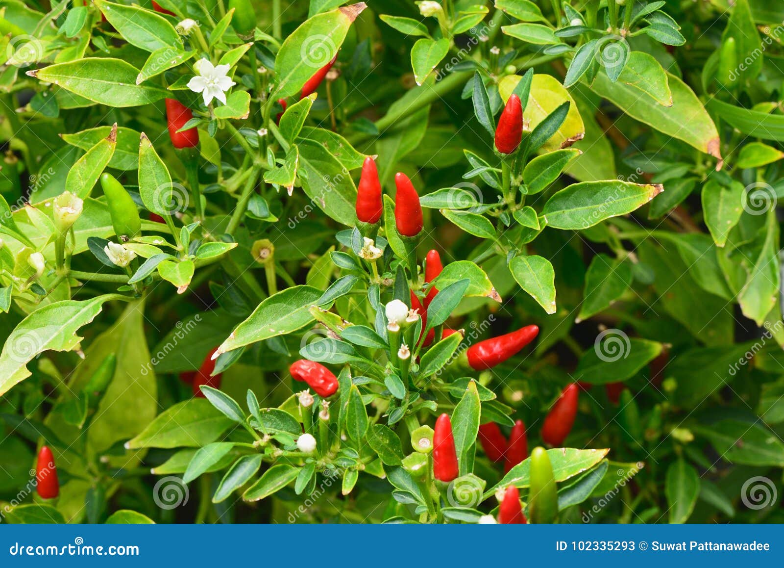 Guinea-pepper stock image. Image of animal, birdchilli - 102335293