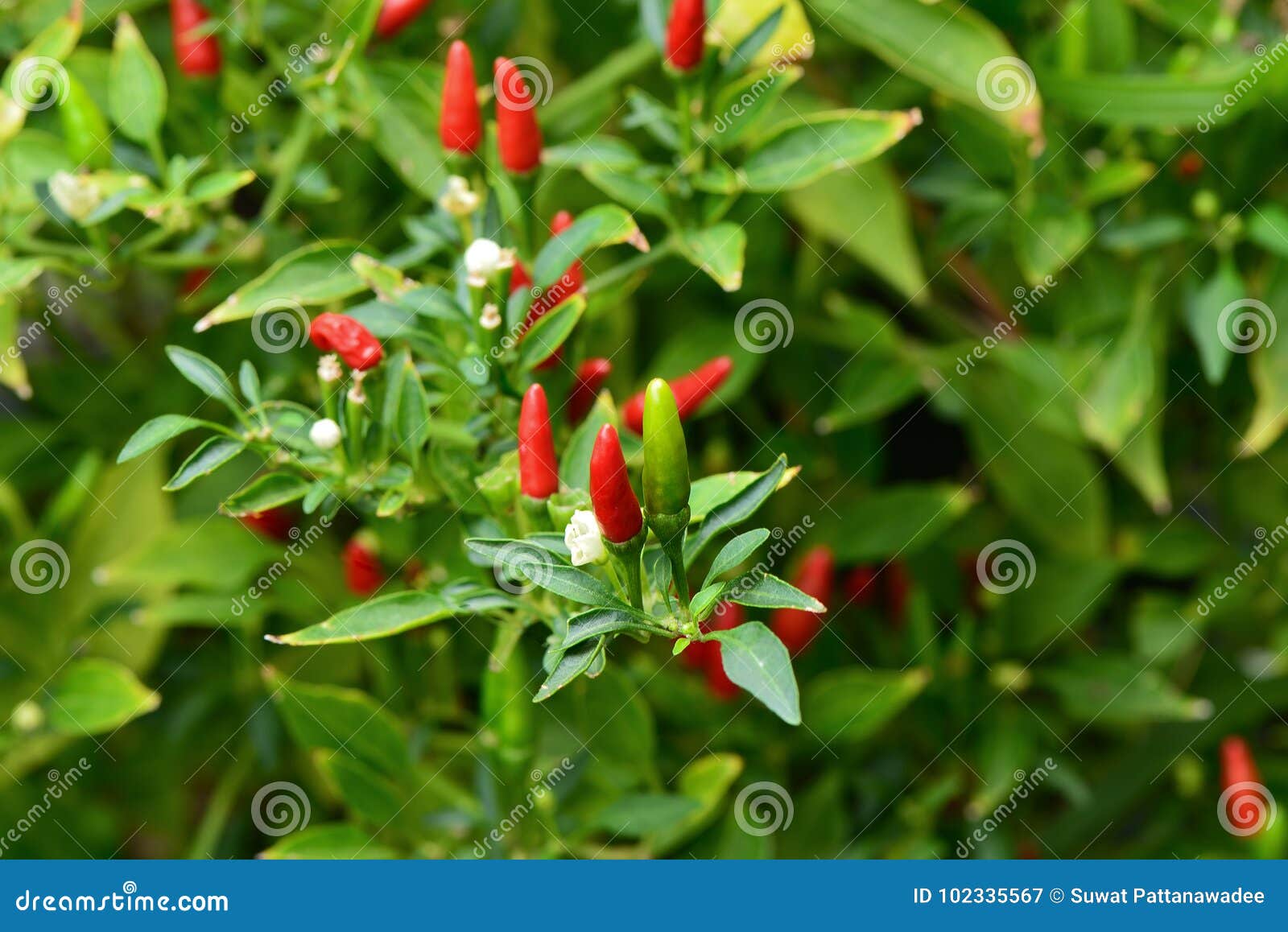 Guinea-pepper stock image. Image of fresh, freshness - 102335567