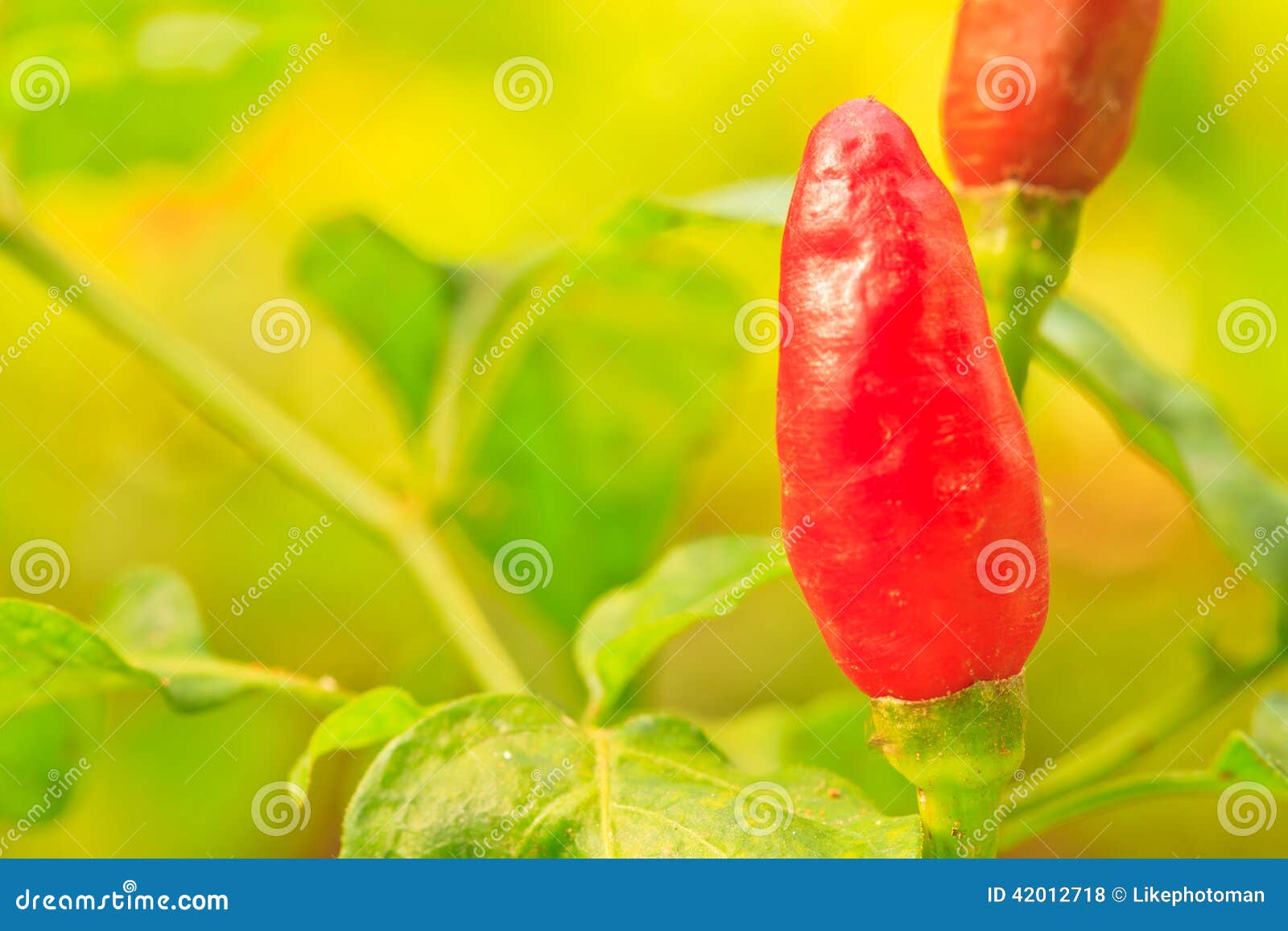 Guinea-pepper stock photo. Image of plant, ingredient - 42012718