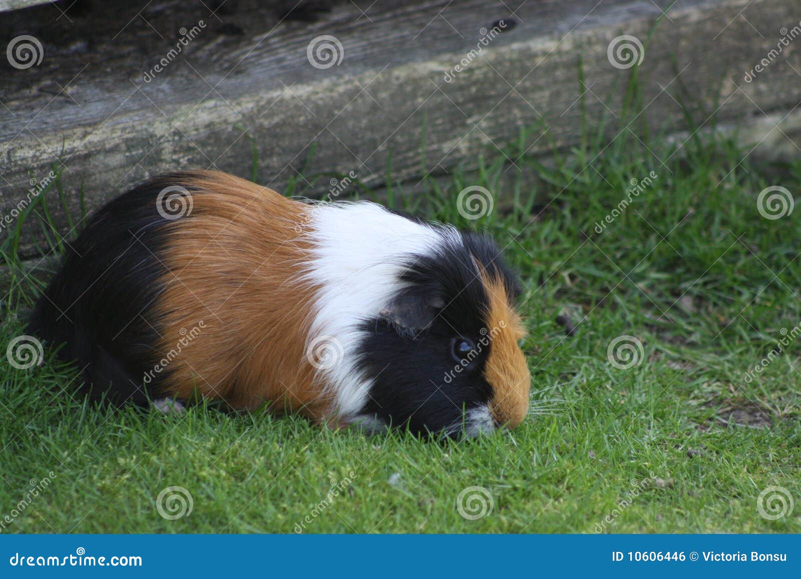 Guinea Pig stock photo. Image of petting, animal, grass - 10606446