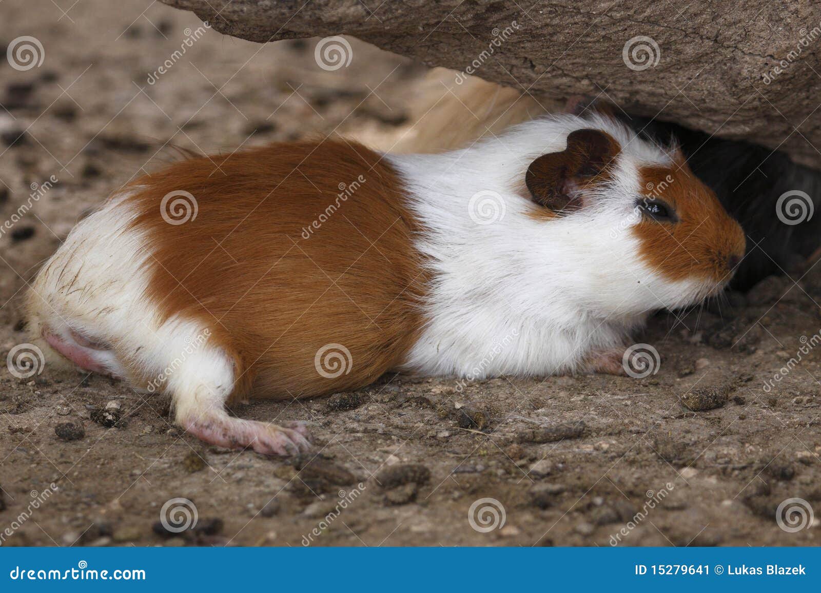 Guinea pig stock image. Image of cavy, cavia, rodent - 15279641