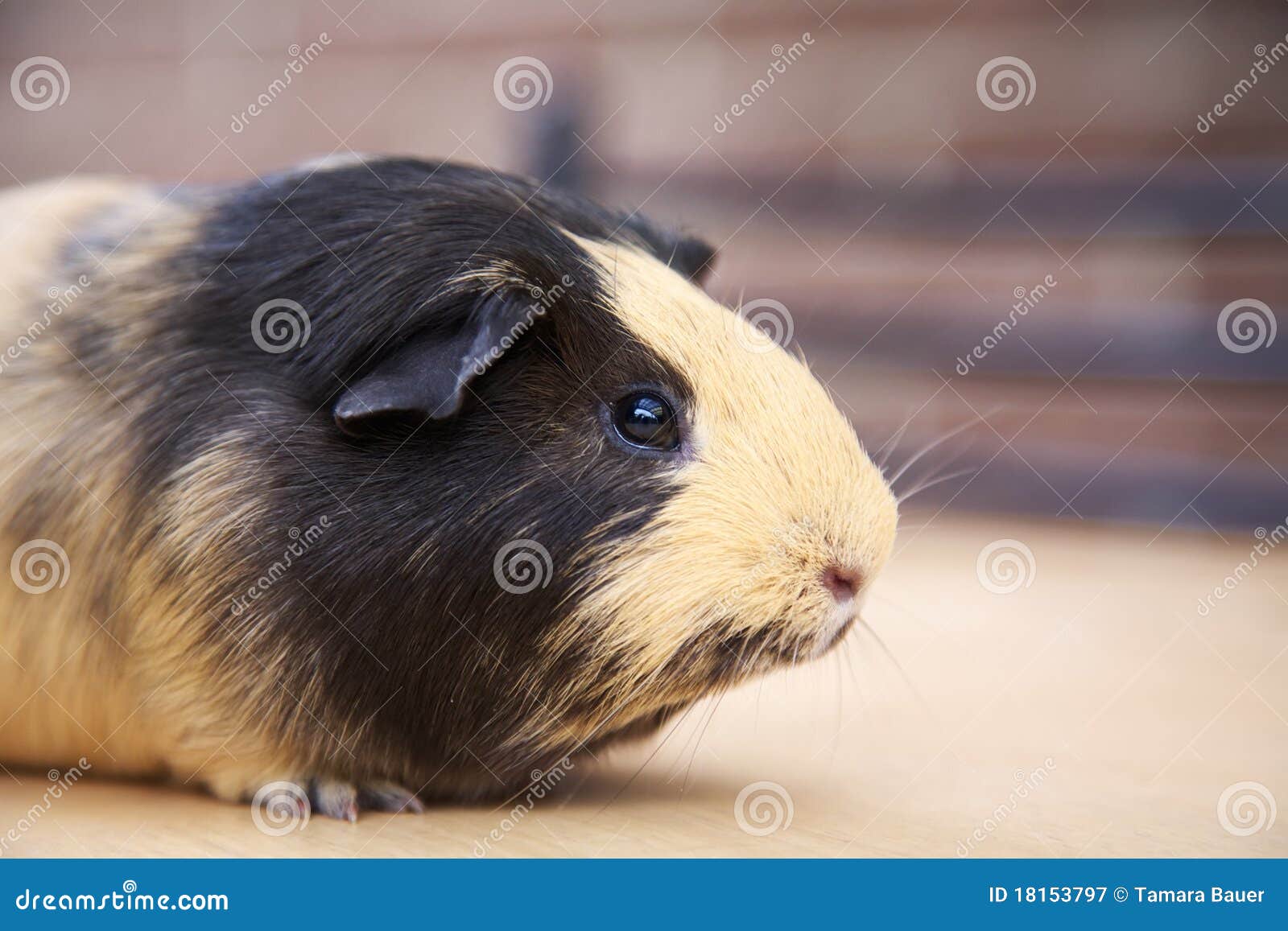 Guinea pig stock image. Image of macro, guinea, rodent - 18153797
