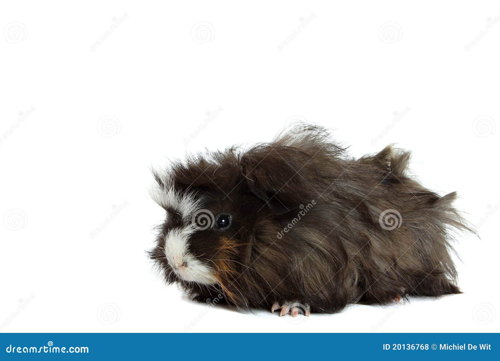 Guinea pig stock photo. Image of cavia, angora, mammal - 20136768