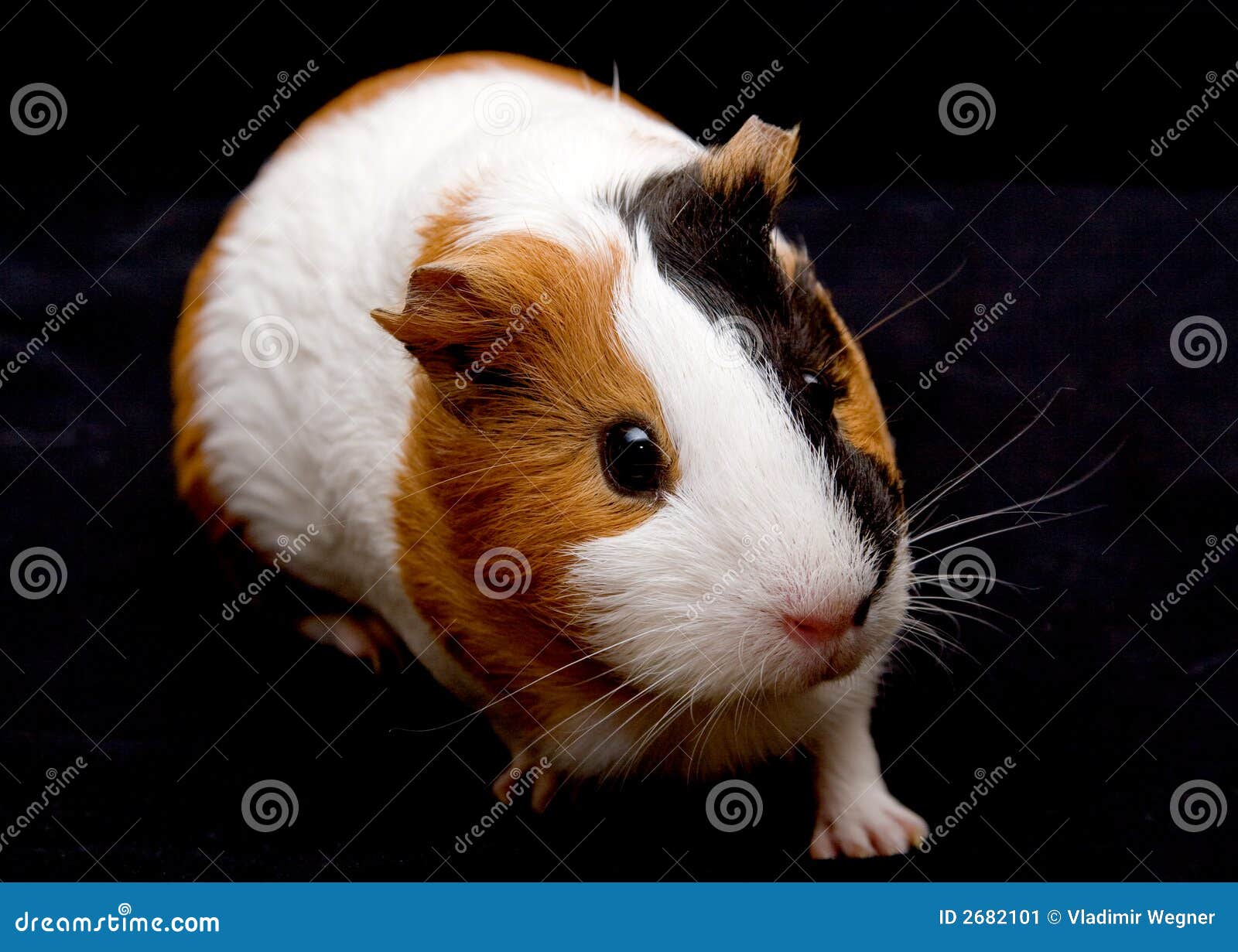 The Guinea Pig stock image. Image of pets, mammals, fright - 2682101