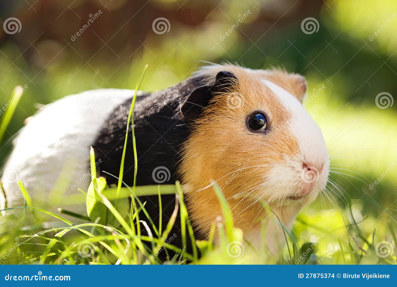 Guinea pig stock photo. Image of cavy, rodent, porcellus - 27875374