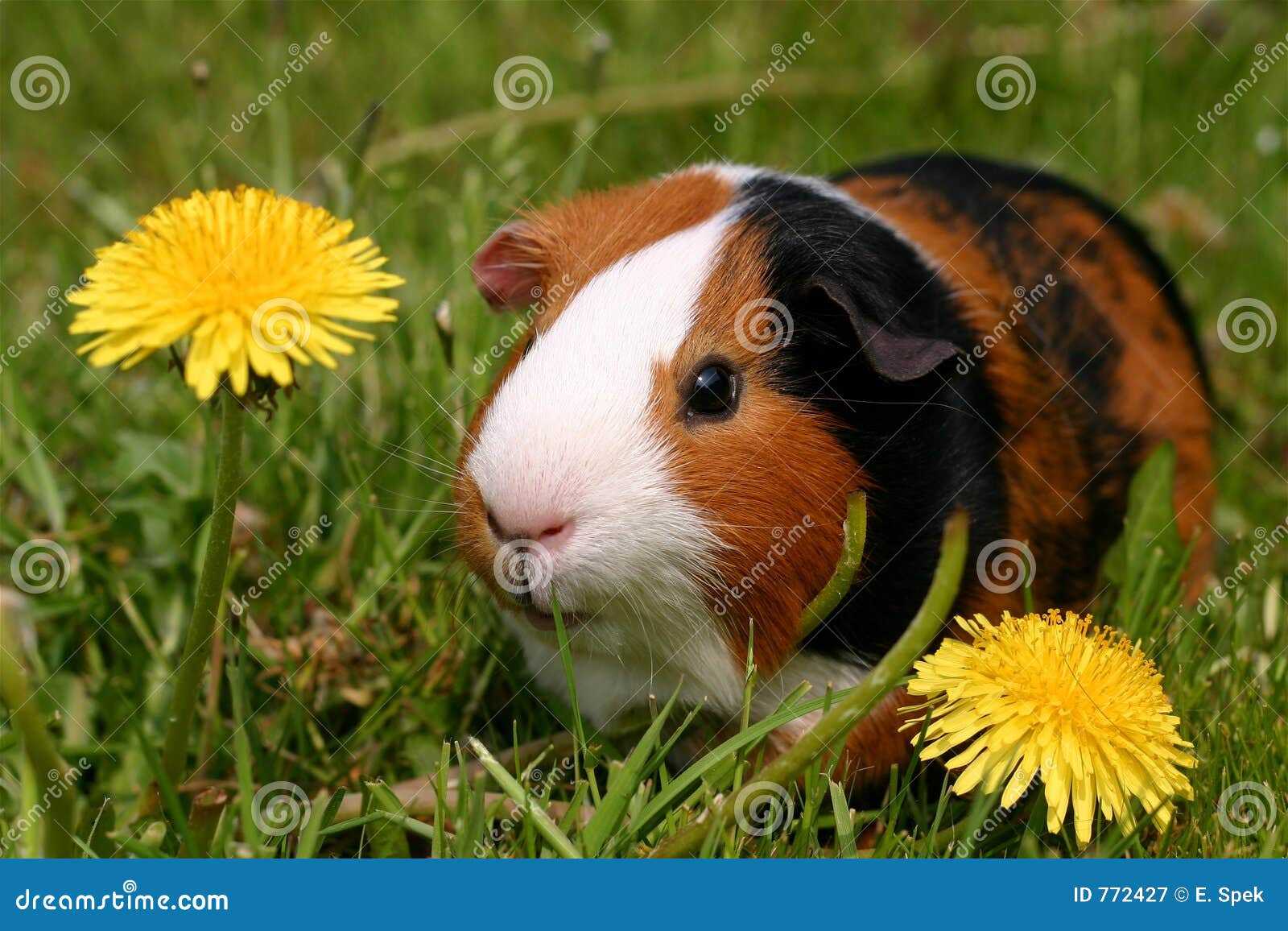 Guinea pig stock image. Image of eyes, brown, cavies, cavy - 772427