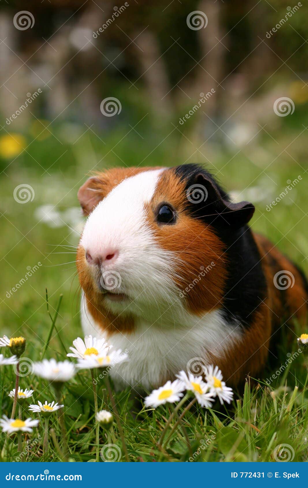 Guinea pig stock image. Image of hairy, guineapig, detail - 772431