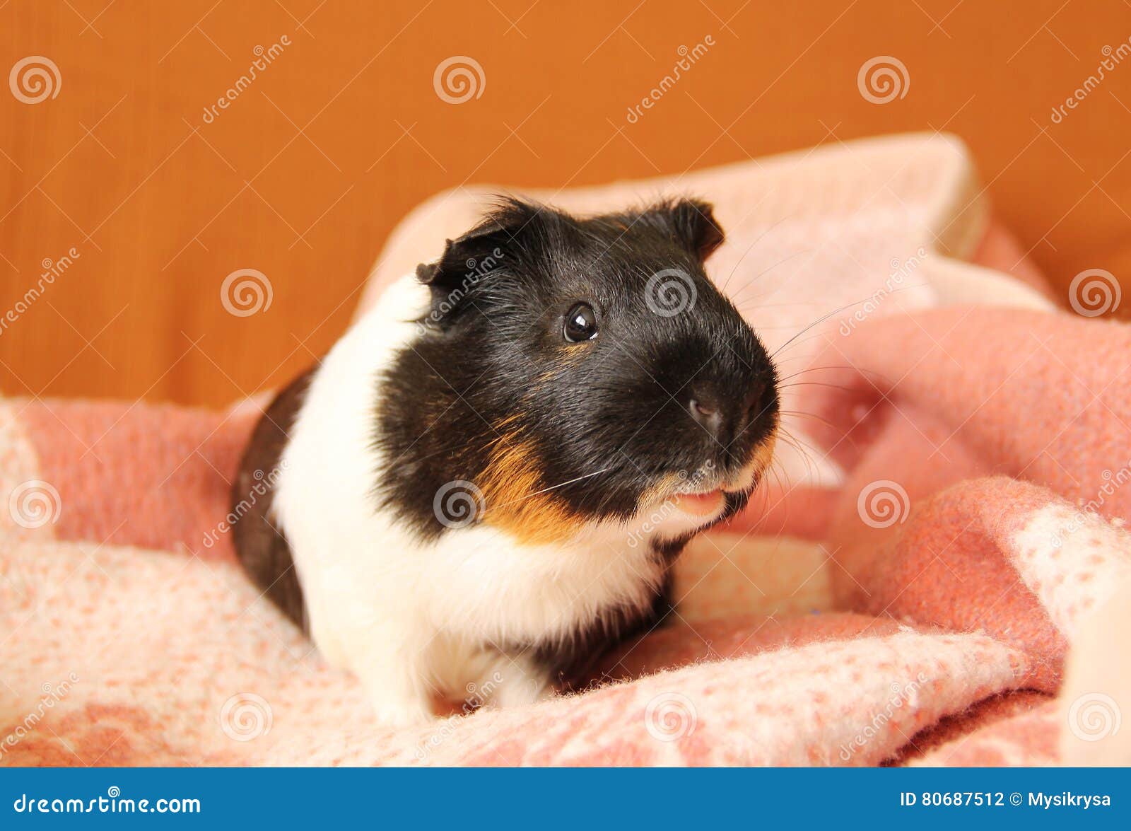 Guinea pig on the blanket stock photo. Image of cuteness - 80687512