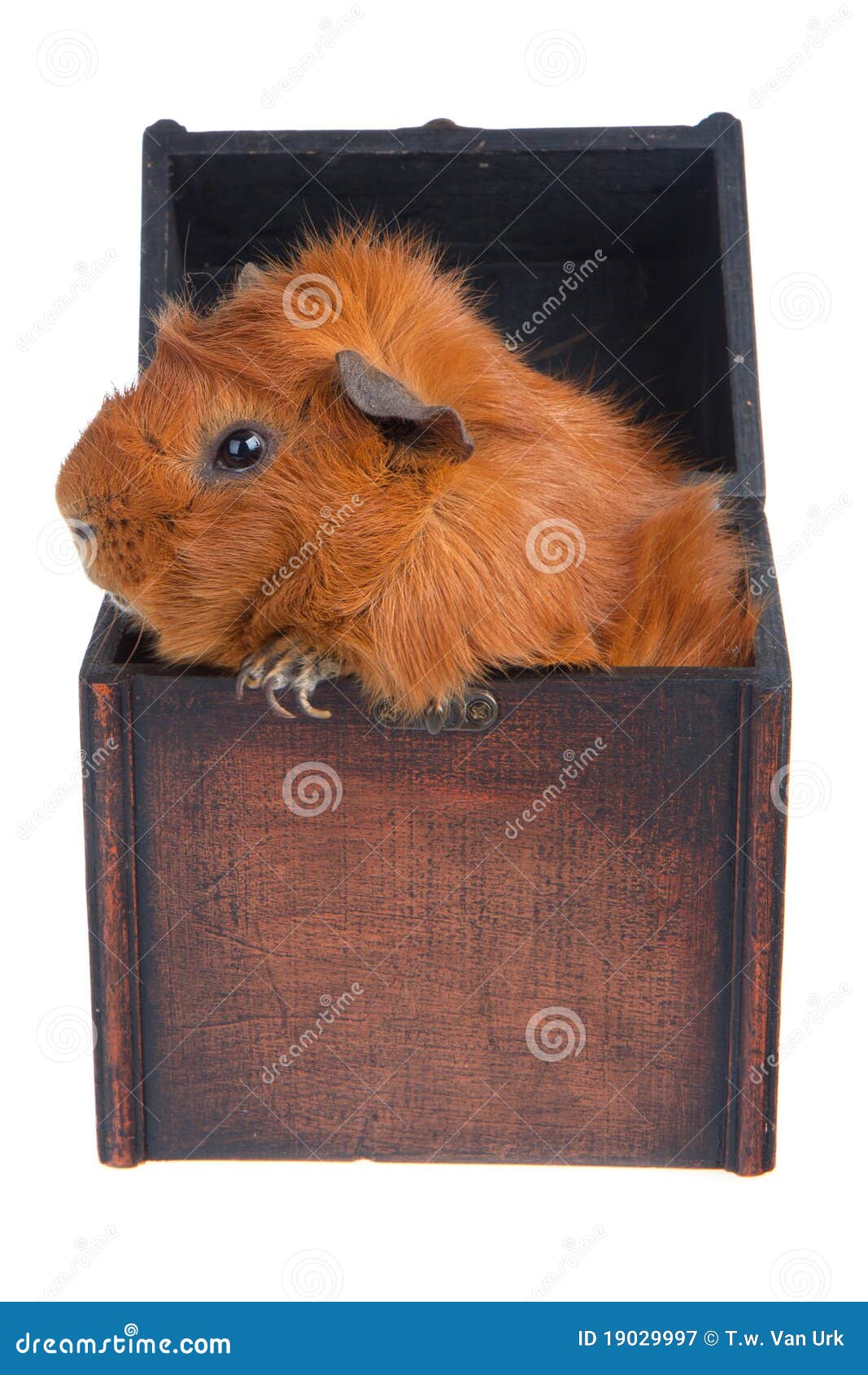 Guinea Pig in a Box, Isolated on White Stock Image - Image of close ...