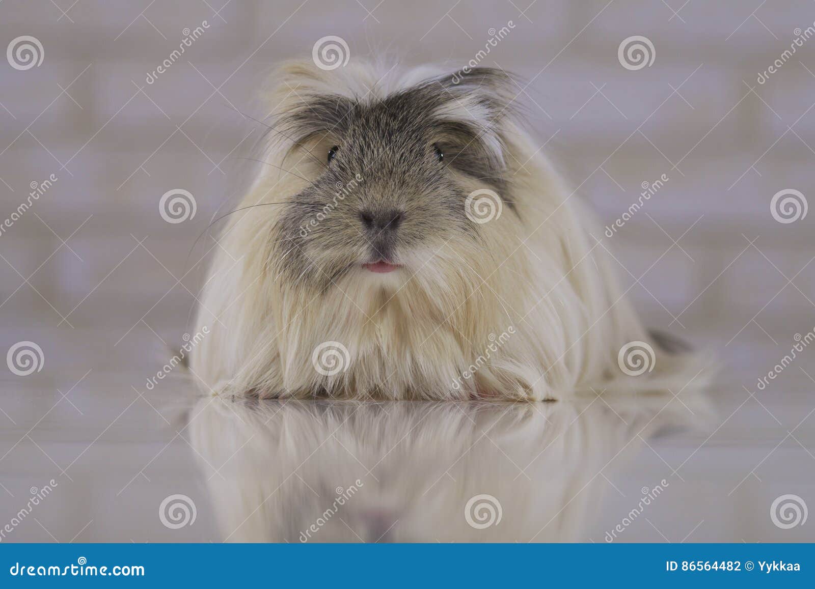 Guinea Pig Breed Coronet Cavy Stock Photo - Image of horizontal, cute ...