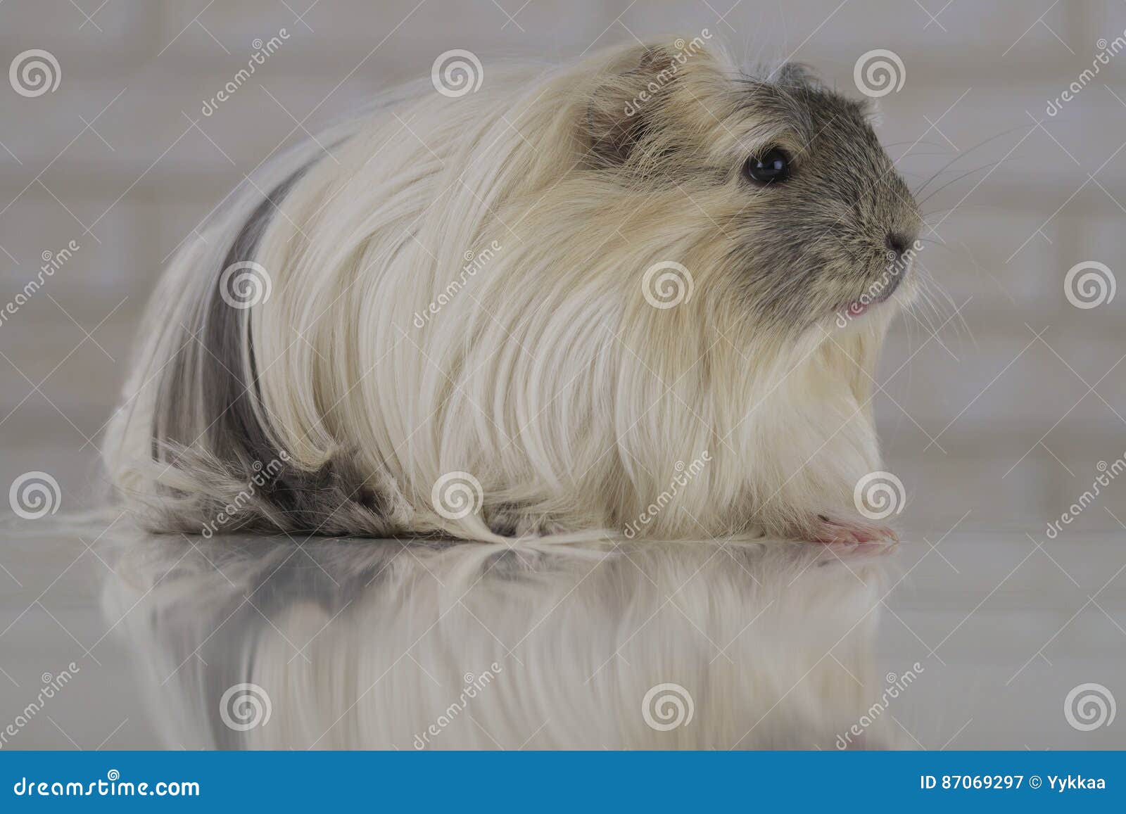 Guinea Pig Breed Coronet Cavy Stock Image - Image of animal, small ...