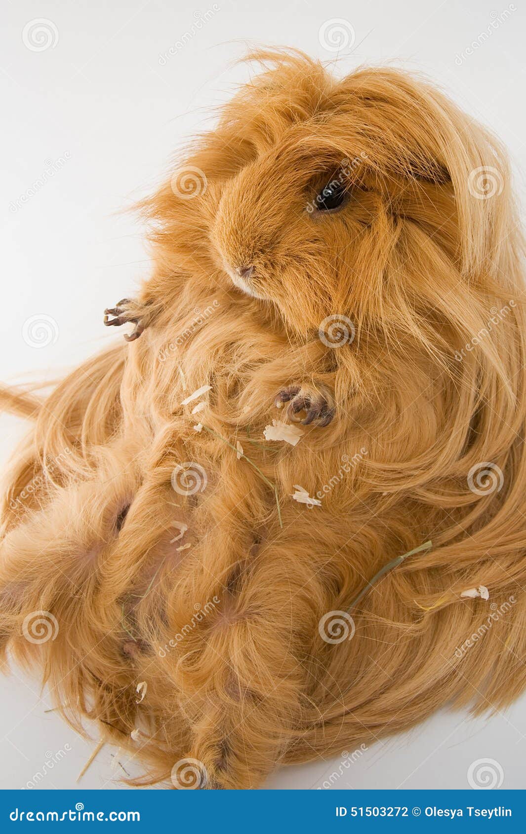Guinea pig breed Sheltie. stock photo. Image of purebred - 51503272