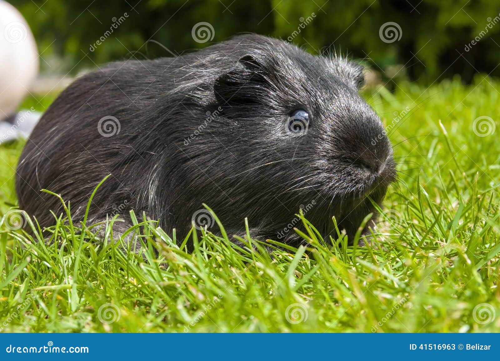 Guinea Pig (Cavia Porcellus) Stock Image - Image of porcellus, domestic ...