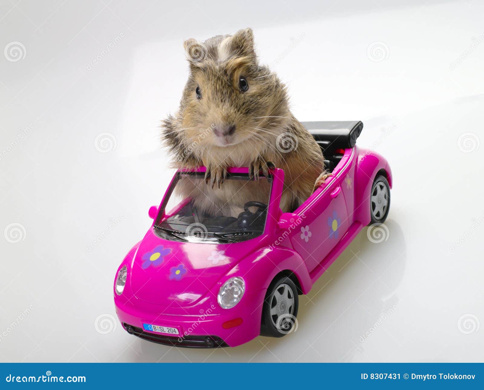 Guinea Pig Cavia Porcellus, Also Known As Cavy, Eating Green Grass ...
